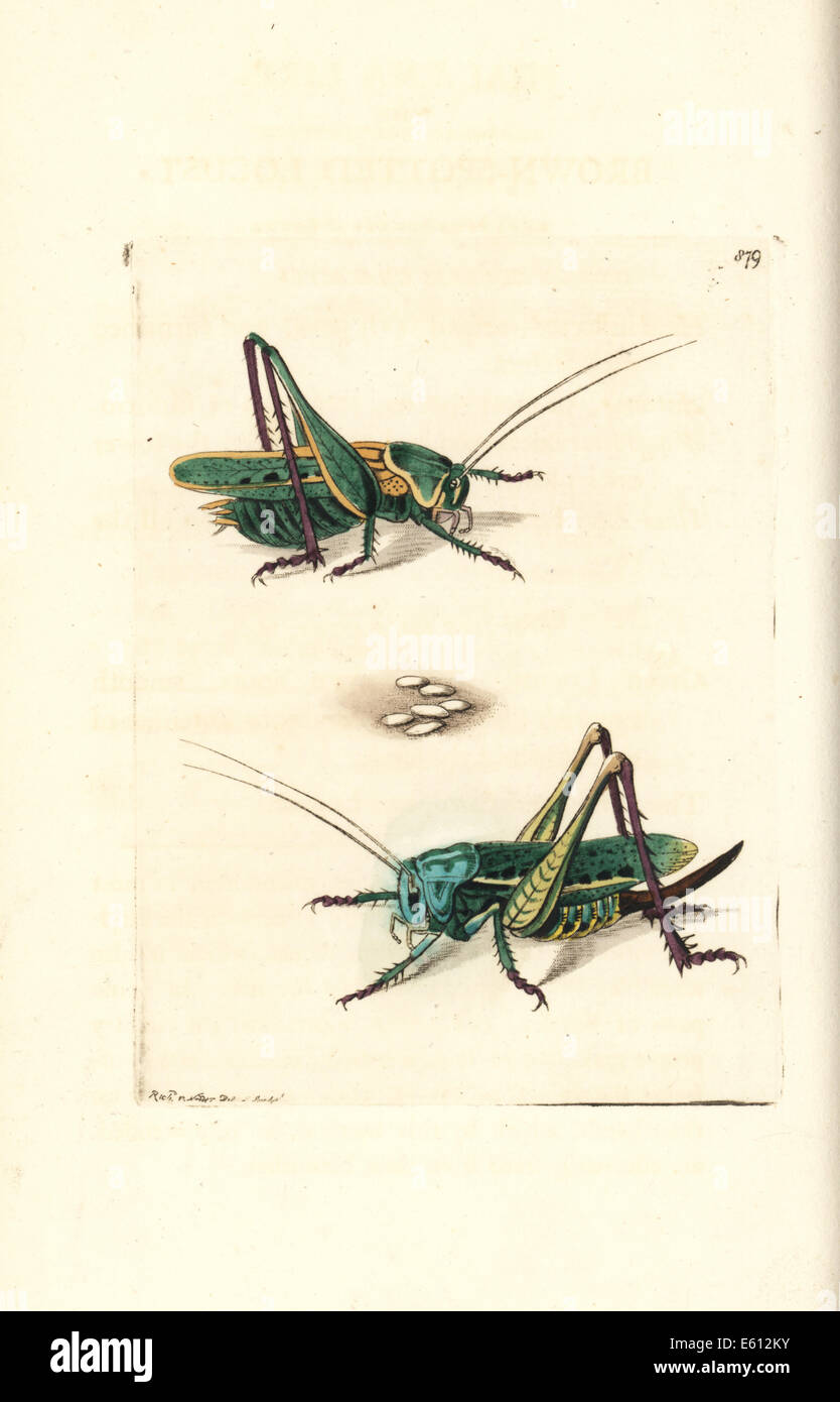 Wart-biter, Decticus verrucivorus Stock Photo - Alamy