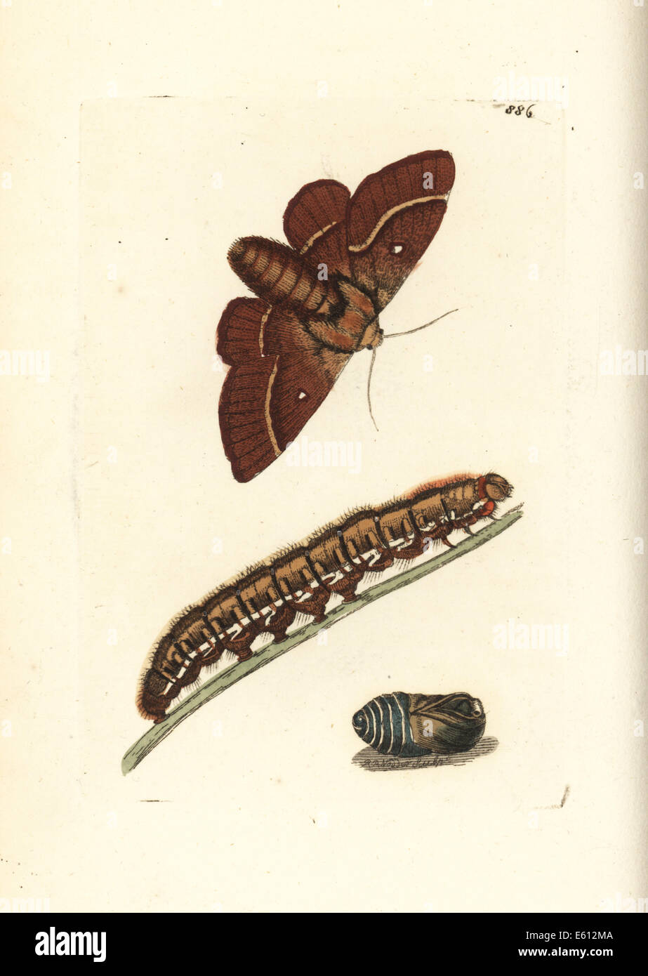 Oak eggar moth, Lasiocampa quercus Stock Photo - Alamy