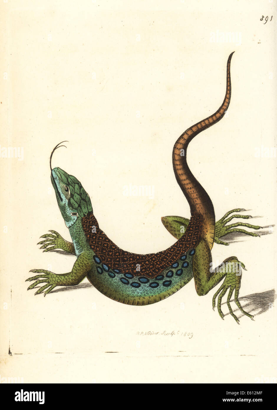 Giant ameiva, Ameiva ameiva Stock Photo - Alamy