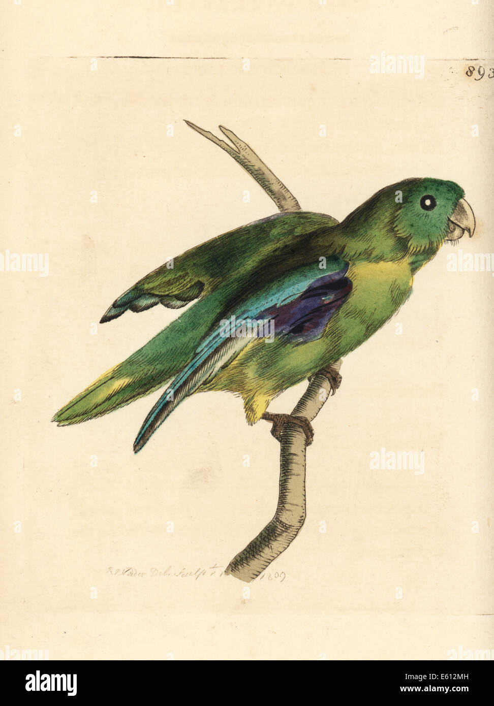 Cape parakeet, Psittacus capensis Stock Photo - Alamy