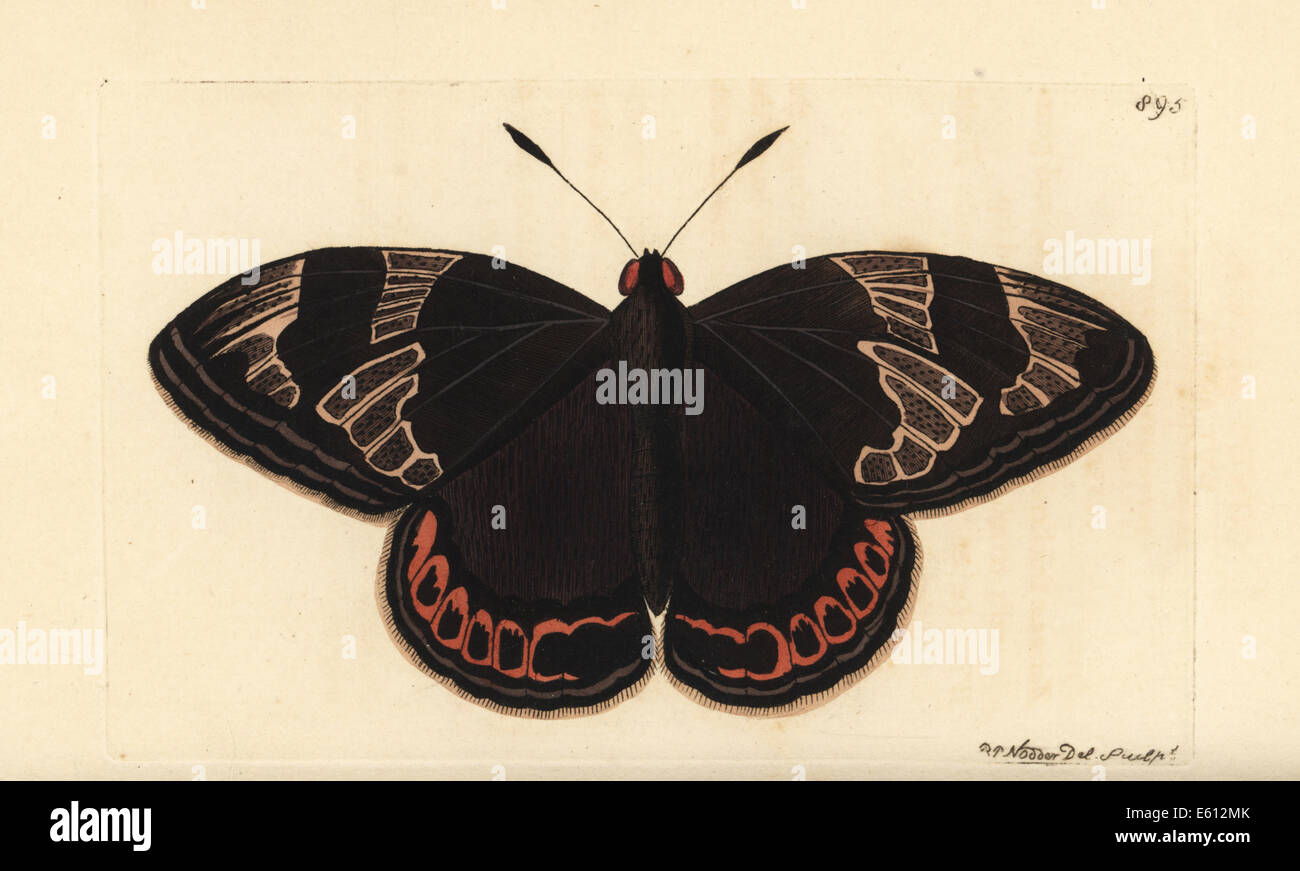 Corybantes pylades moth Stock Photo - Alamy