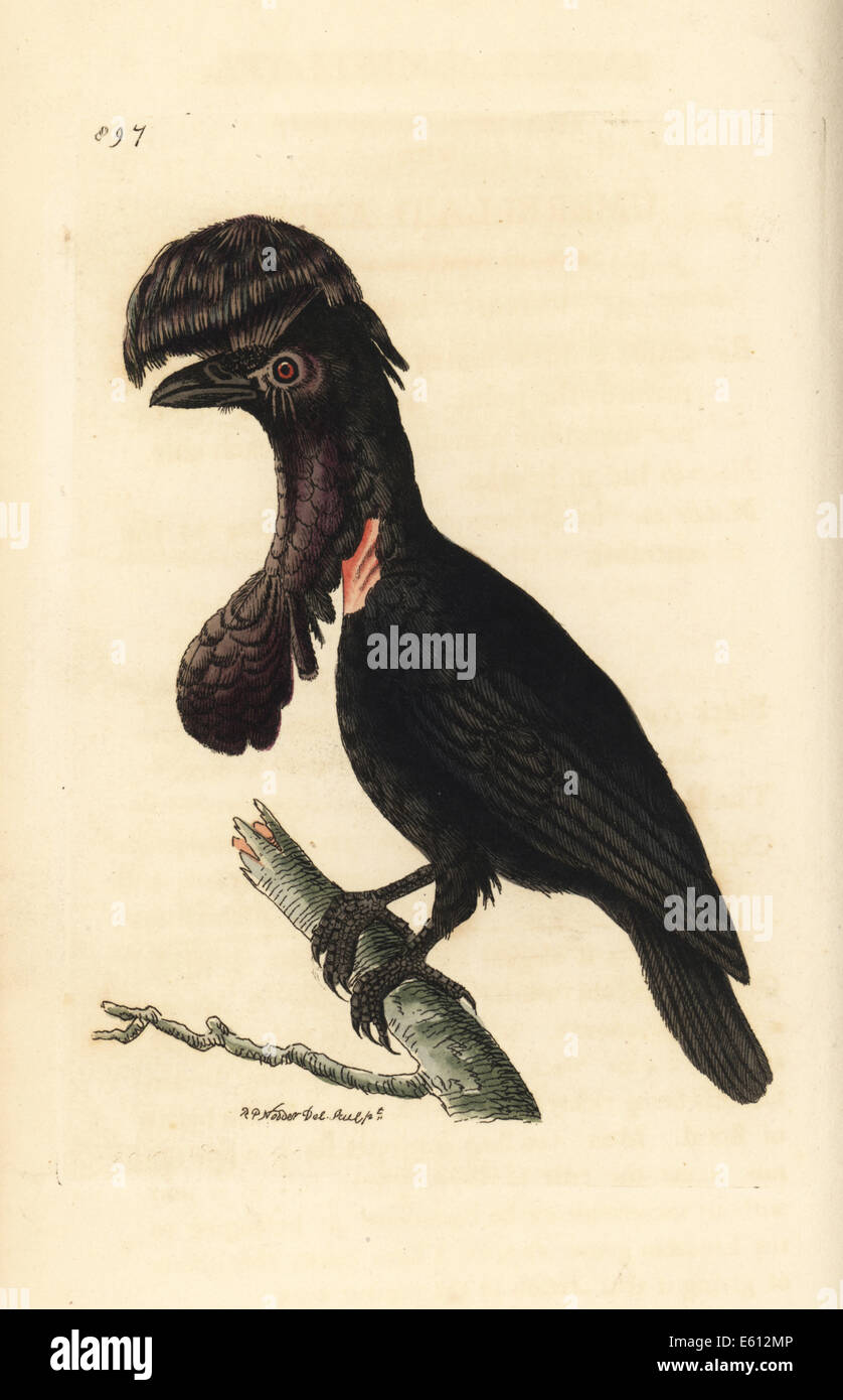 Umbrellabird hi-res stock photography and images - Alamy