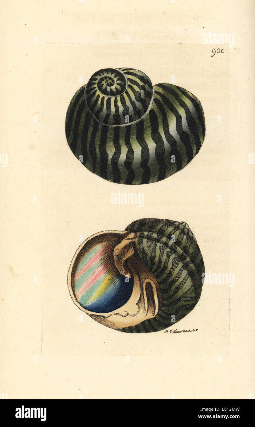 Lunella undulata shell Stock Photo - Alamy