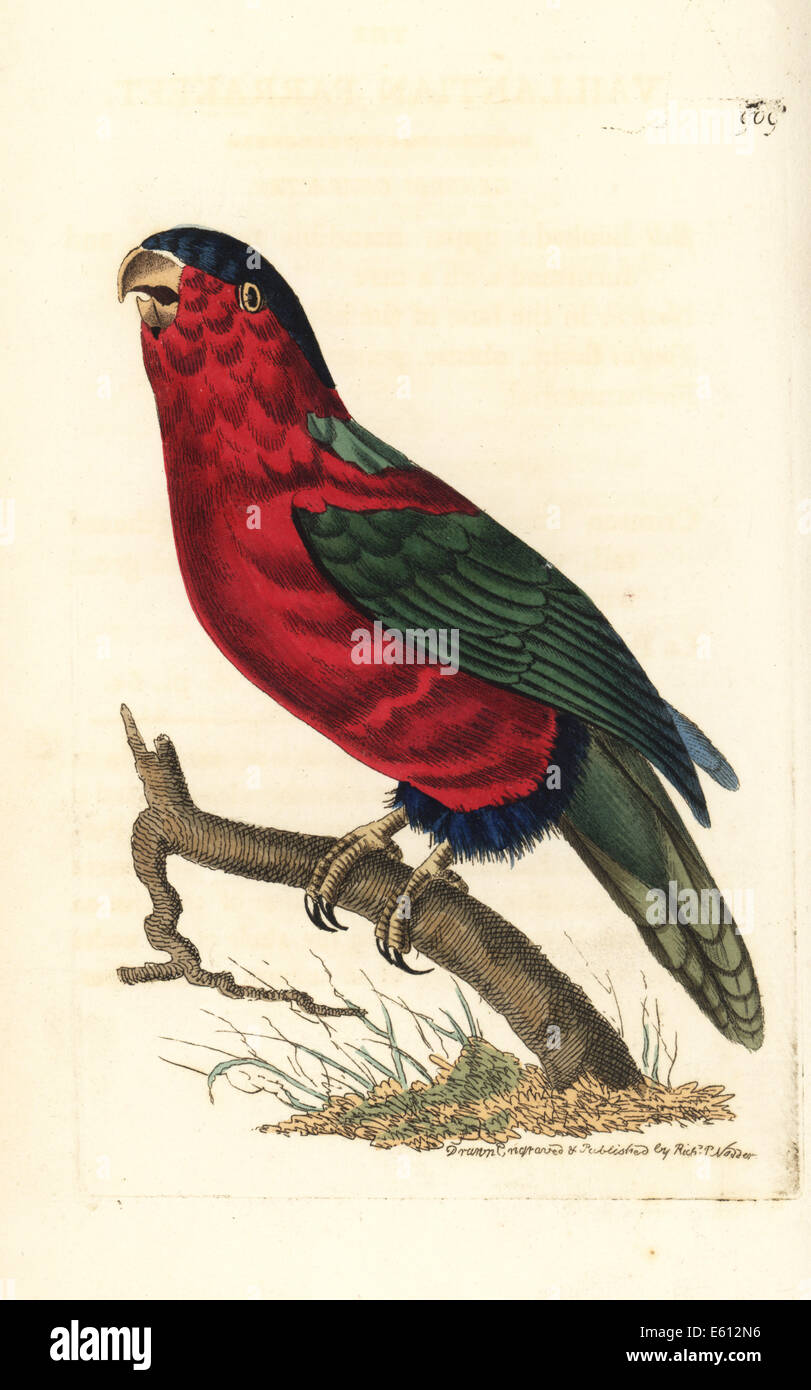 Collared lory hi-res stock photography and images - Alamy