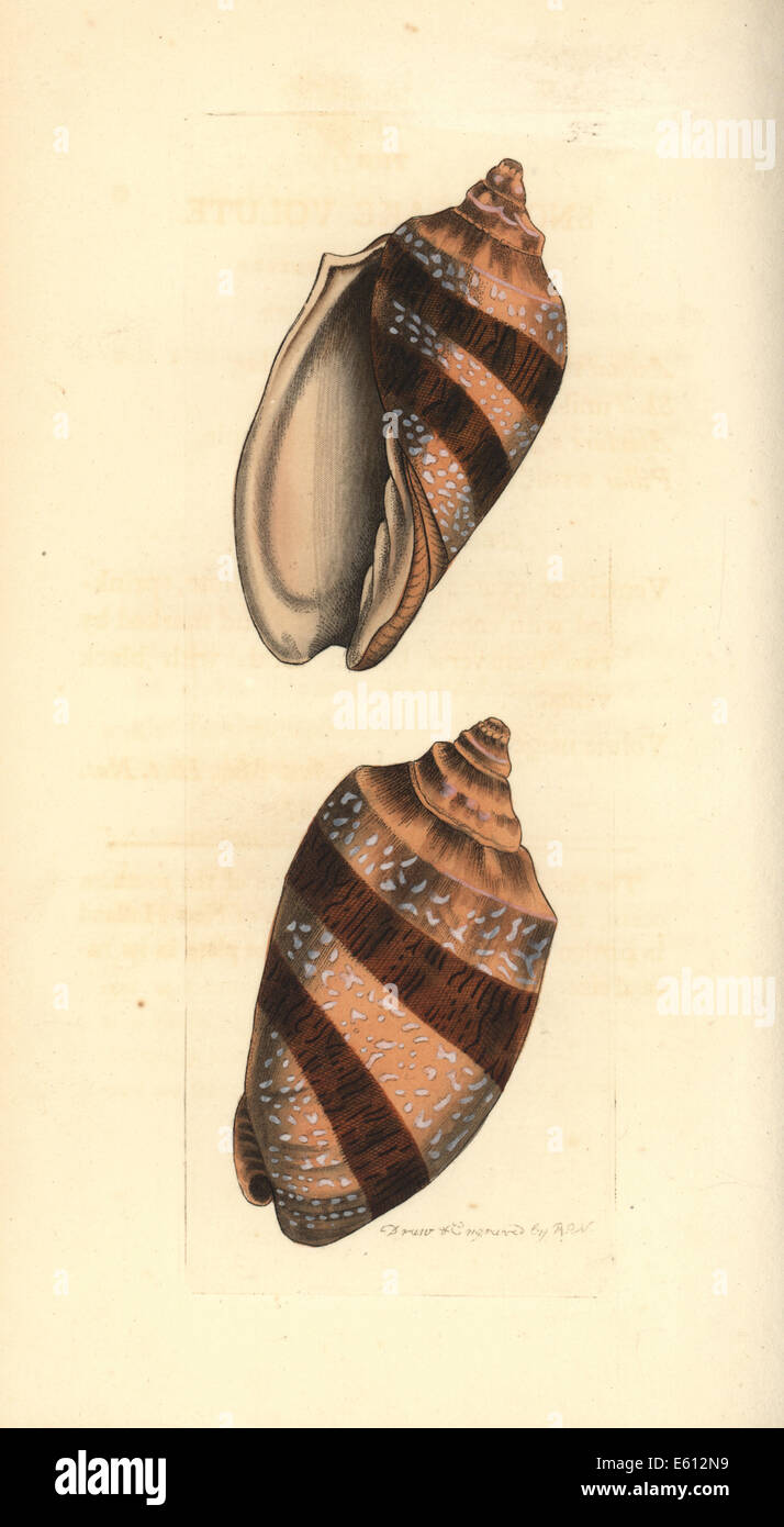 Volute hi-res stock photography and images - Alamy