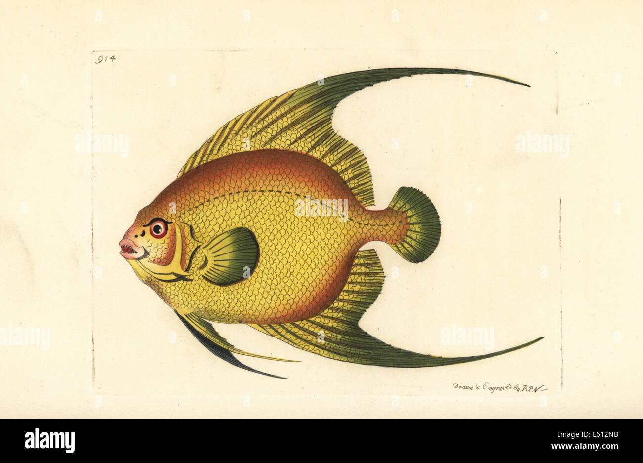 Oriental butterfly fish, Chaetodon auripes Stock Photo - Alamy