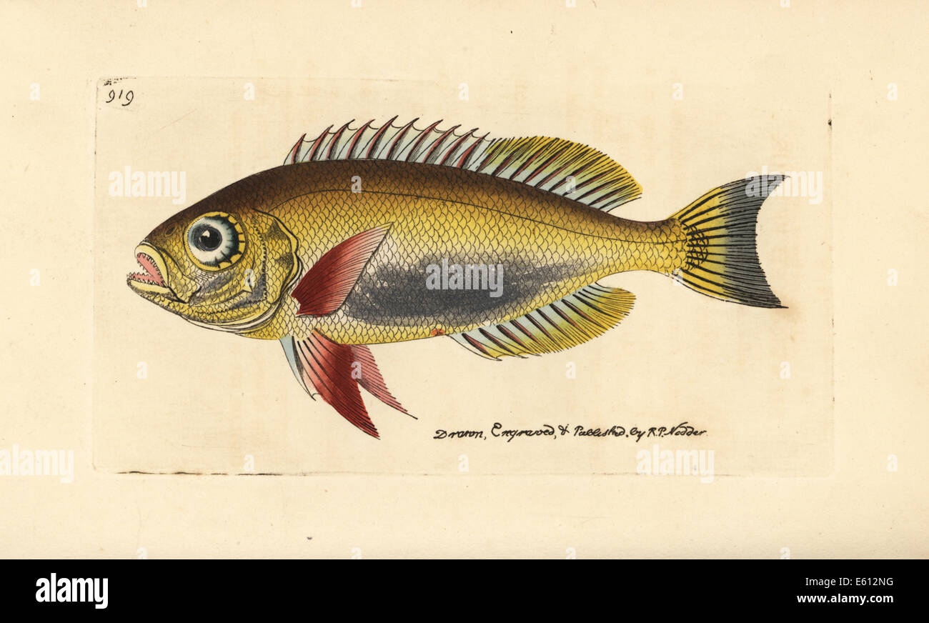 Moontail bullseye, Priacanthus hamrur Stock Photo - Alamy