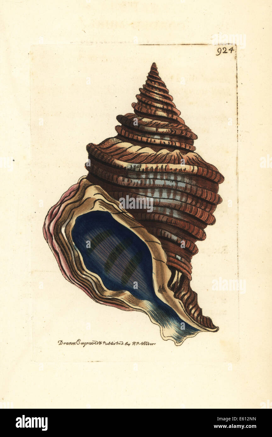 Angular murex, Hexaplex angularis Stock Photo - Alamy