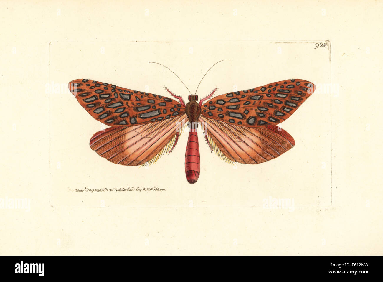 Venus moth Cut Out Stock Images & Pictures - Alamy