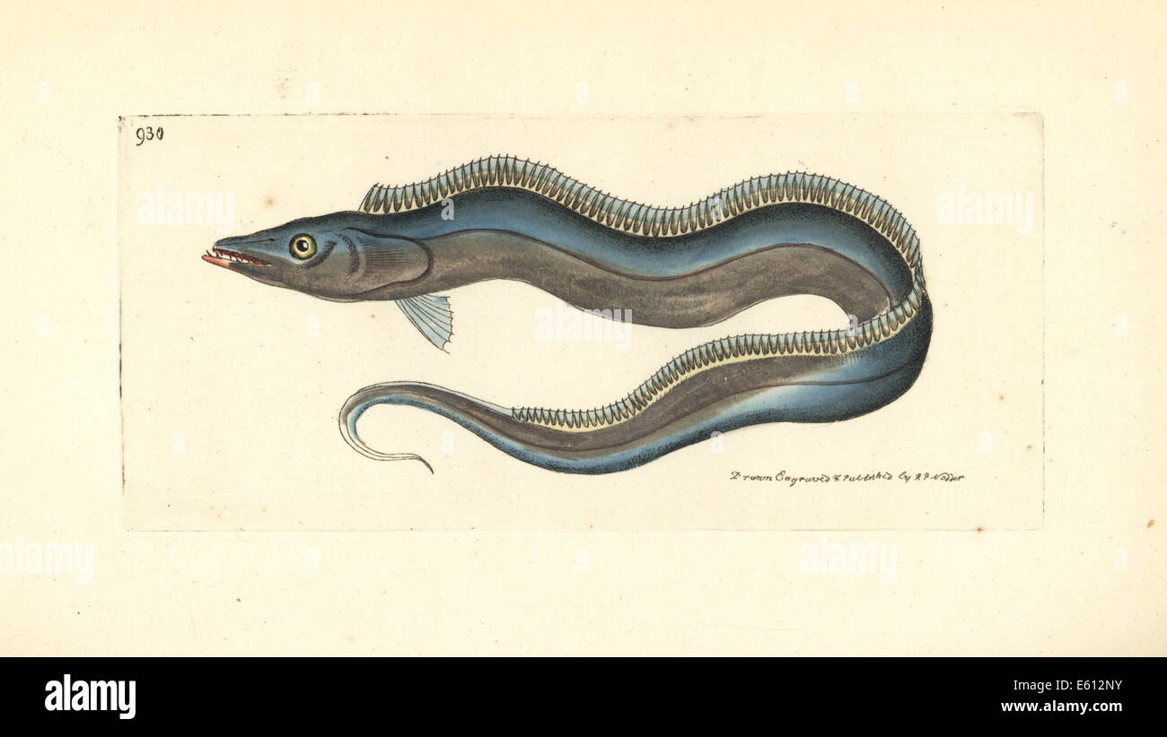 Trichiurus hi-res stock photography and images - Alamy