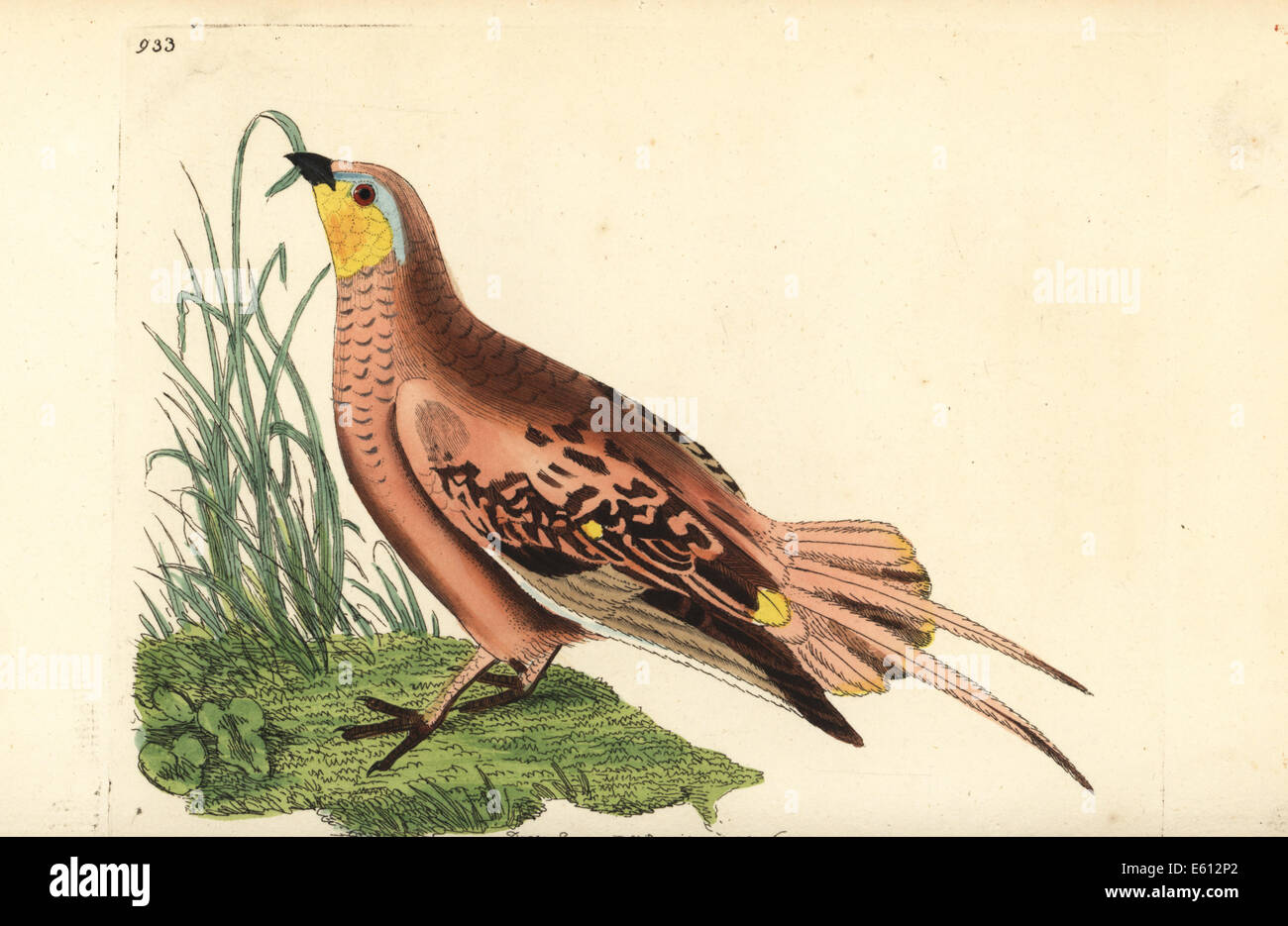 Spotted sandgrouse, Pterocles senegallus Stock Photo - Alamy