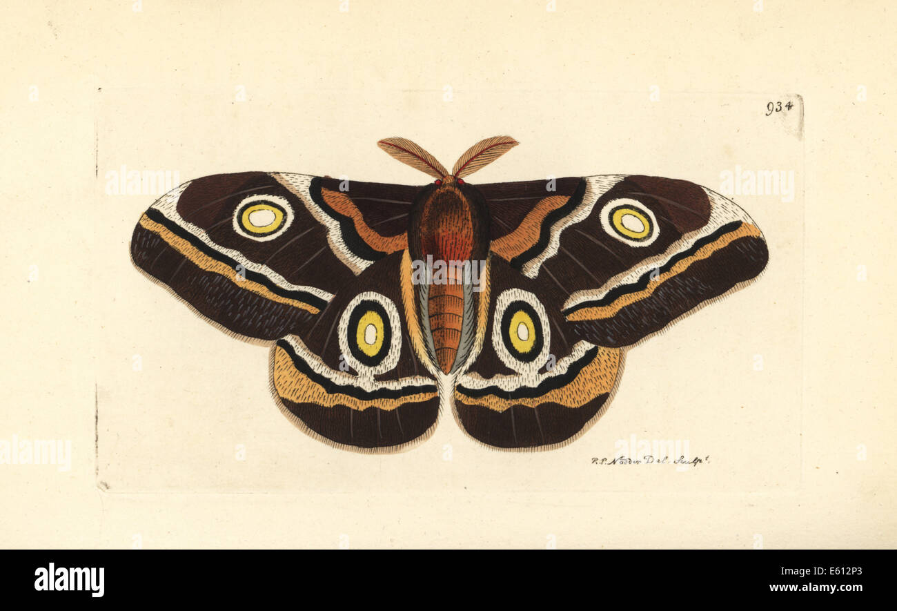 Cape lappet moth, Eutricha capensis Stock Photo - Alamy