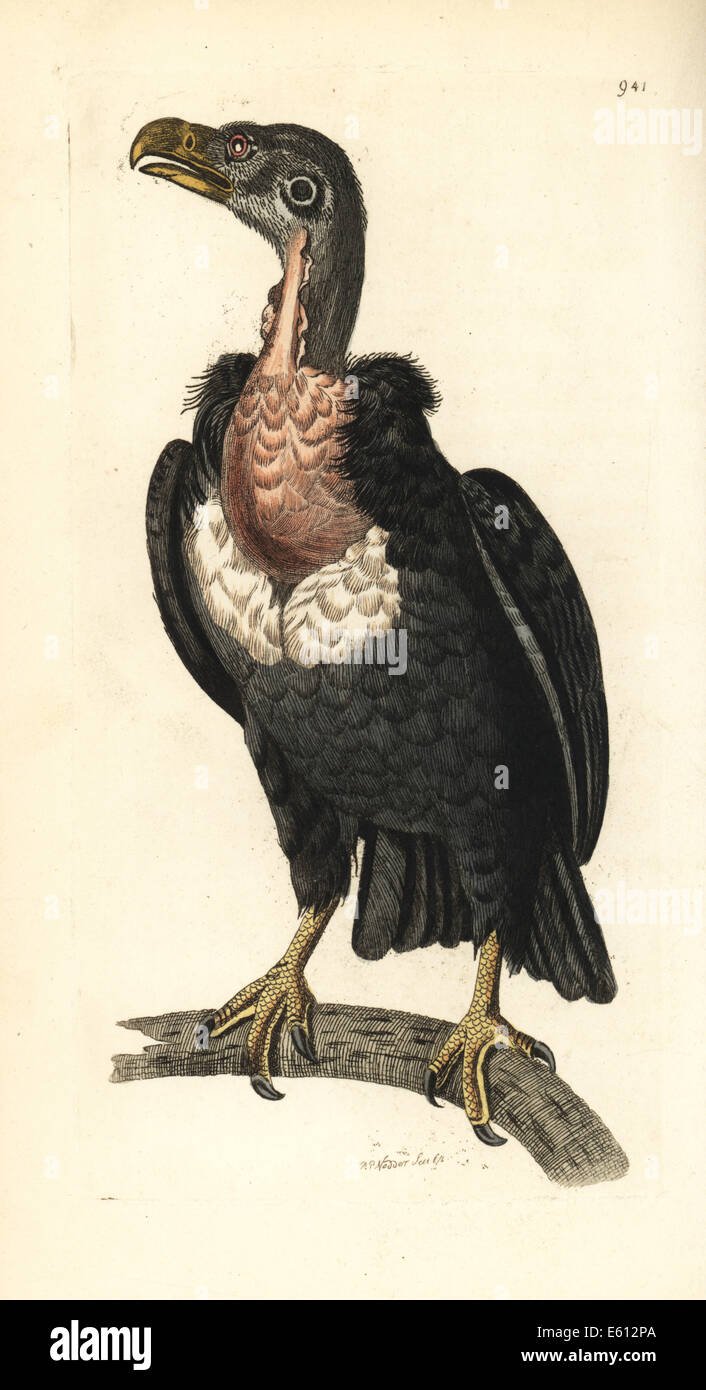 Sarcogyps calvus hi-res stock photography and images - Alamy