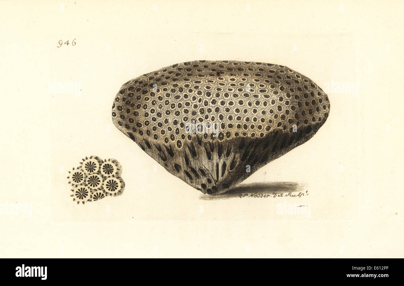 Annular madrepore hi-res stock photography and images - Alamy