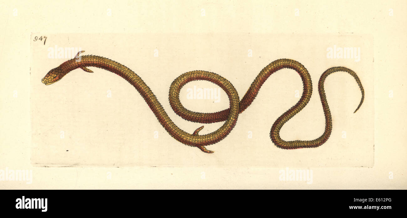 Cape snake lizard hi-res stock photography and images - Alamy