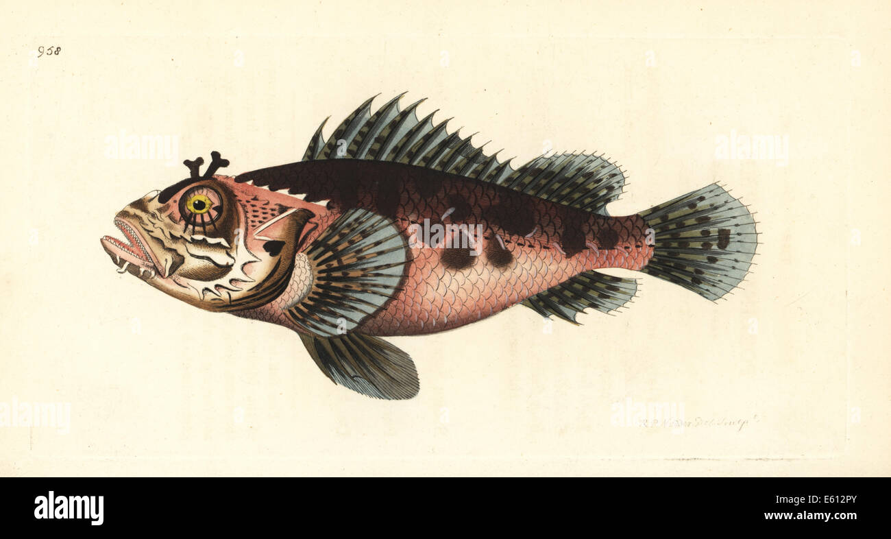 Scorpion illustration Cut Out Stock Images & Pictures - Alamy