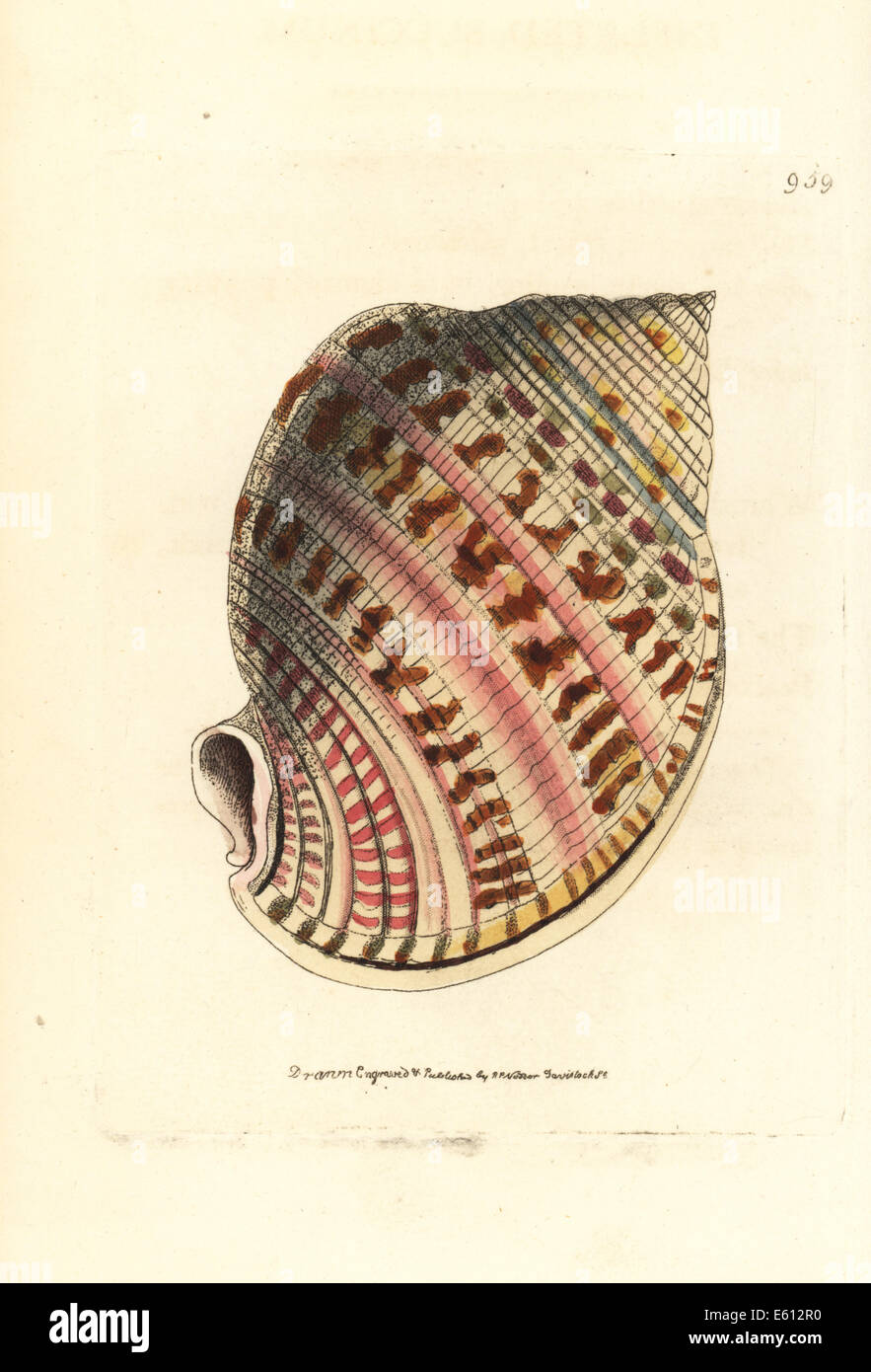 Buccinum conchology hi-res stock photography and images - Alamy