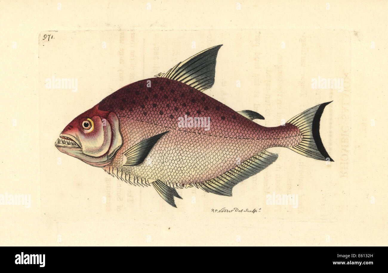 Redeye piranha, Serrasalmus rhombeus Stock Photo - Alamy