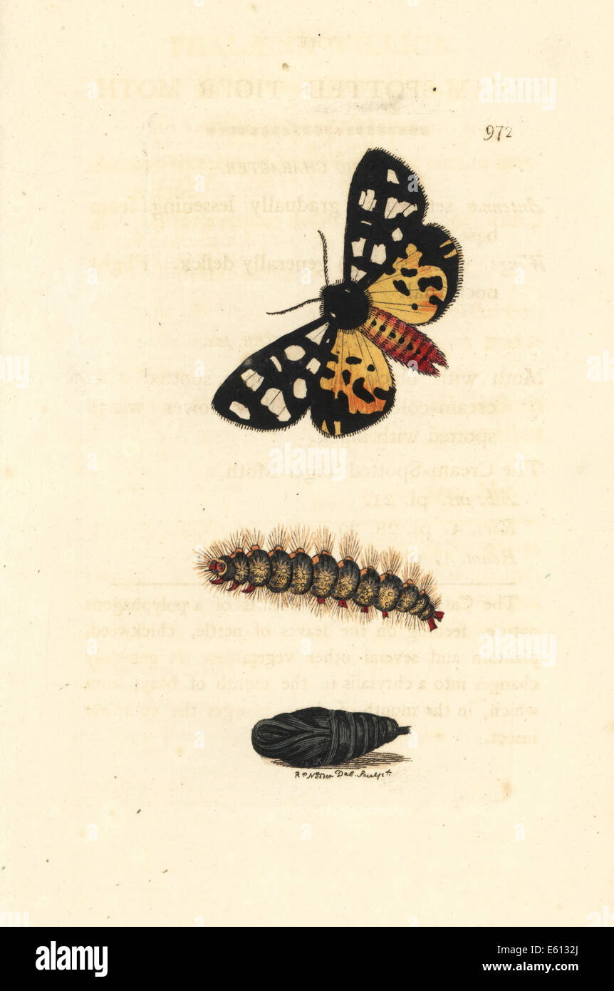 Cream-spot tiger moth, Epicallia villica Stock Photo - Alamy