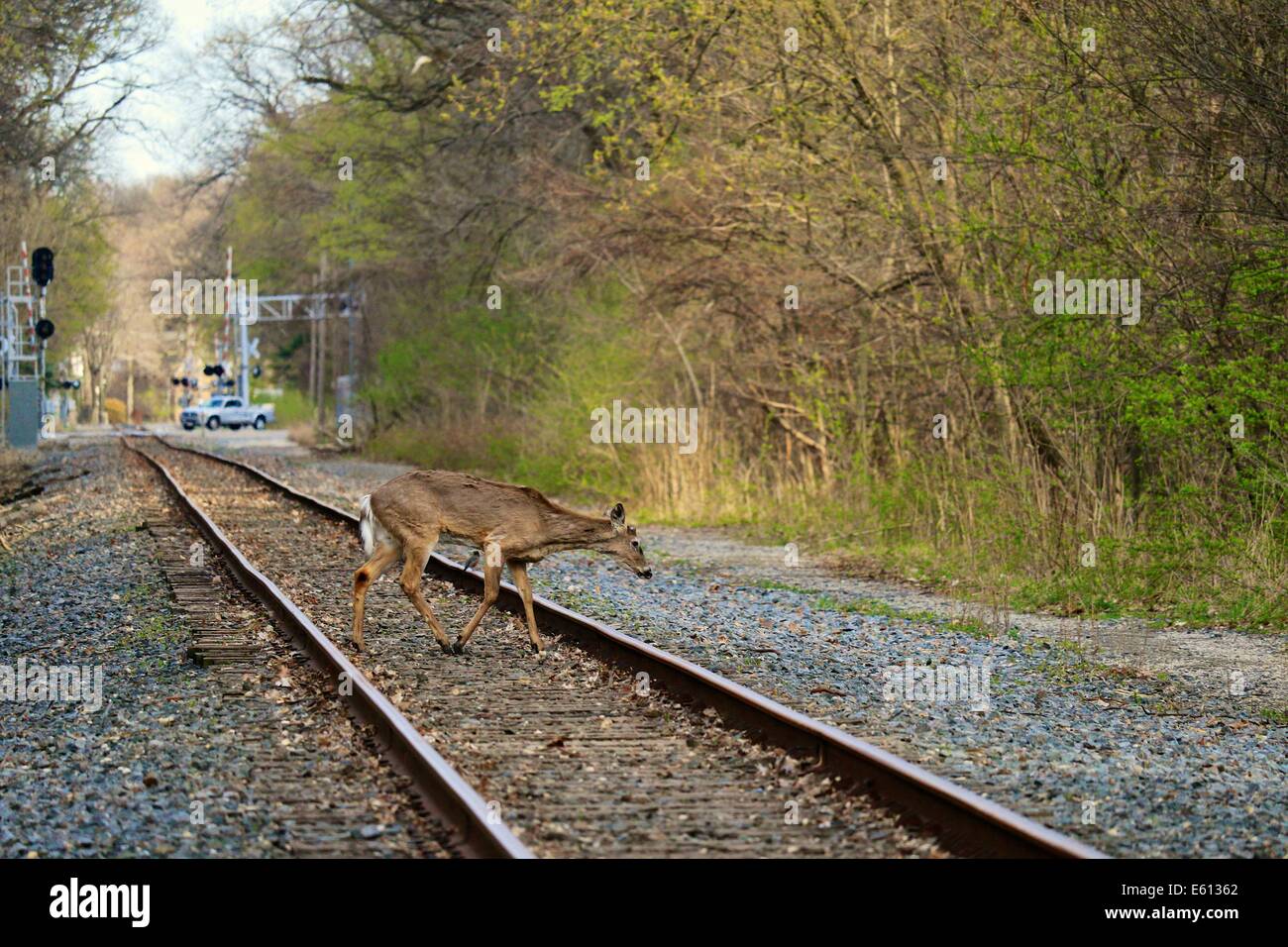 White-tailed deer buck crossing railroad tracks. Thatcher Woods Forest ...