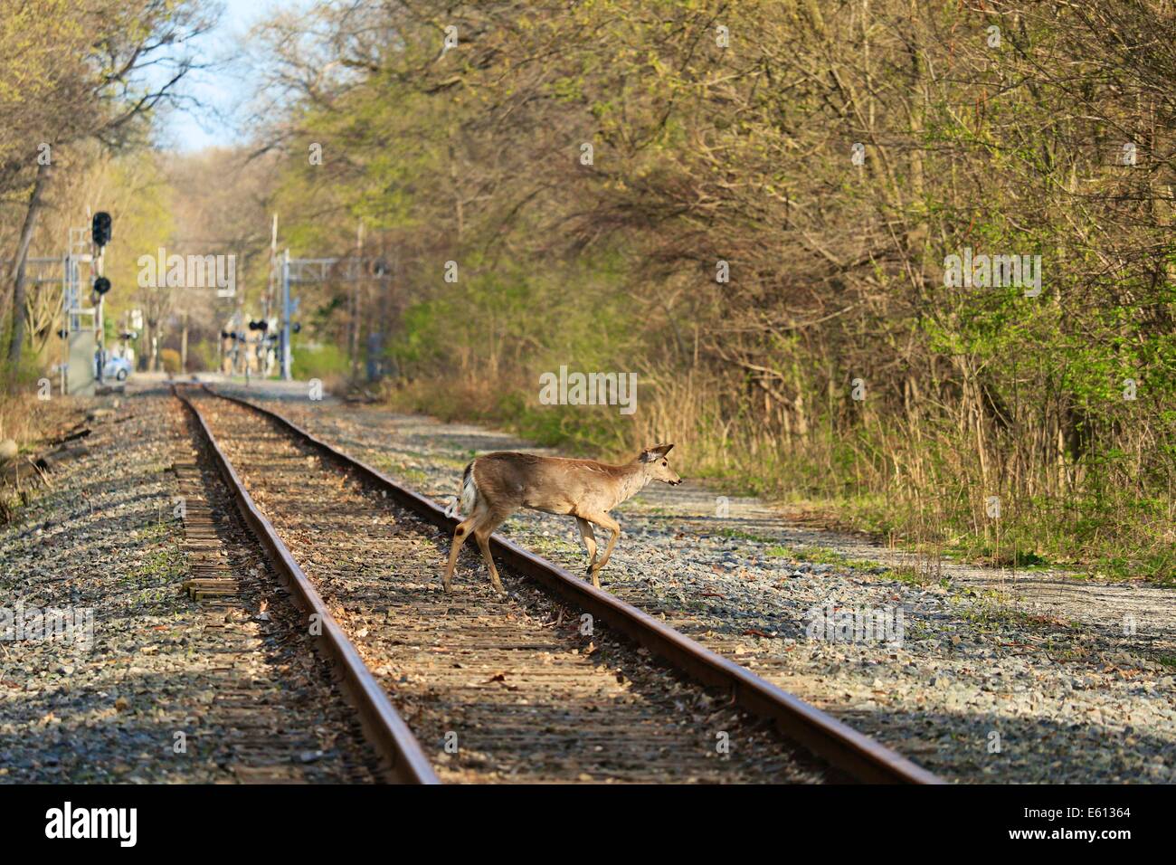 White-tailed deer yearling crossing railroad tracks. Thatcher Woods ...