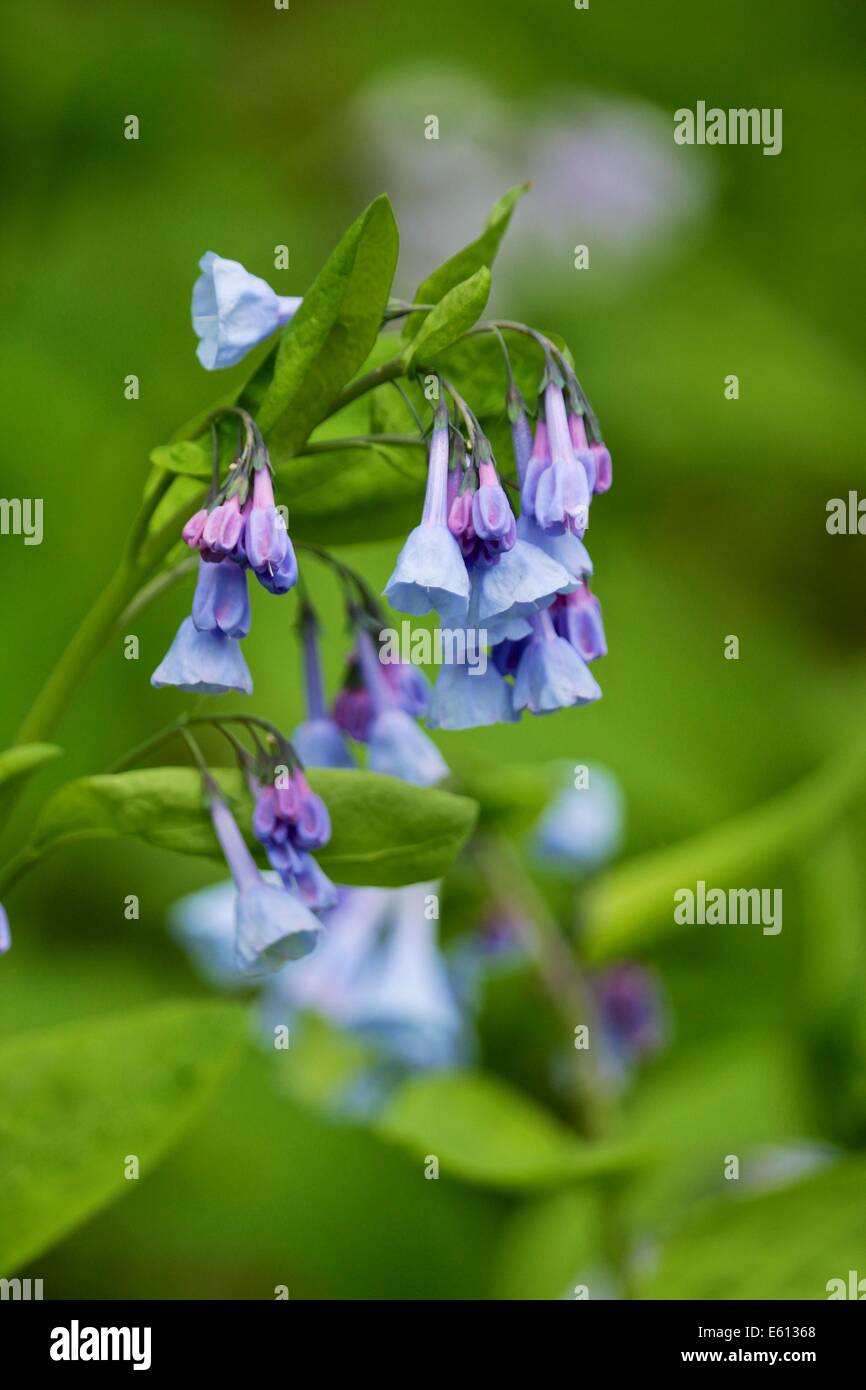 Wildflower bluebells hi-res stock photography and images - Alamy