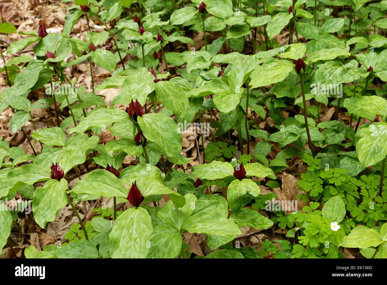 Trillium recurvatum recurvatum hi-res stock photography and images - Alamy
