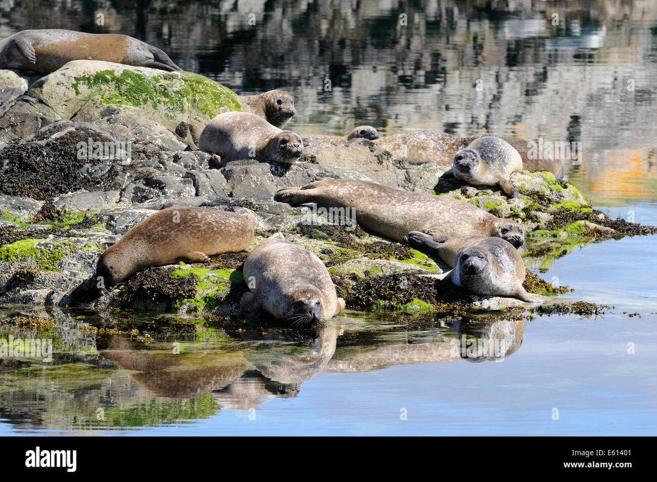 Common seals basking on rocks, Loch Alsh, Scotland Stock Photo - Alamy