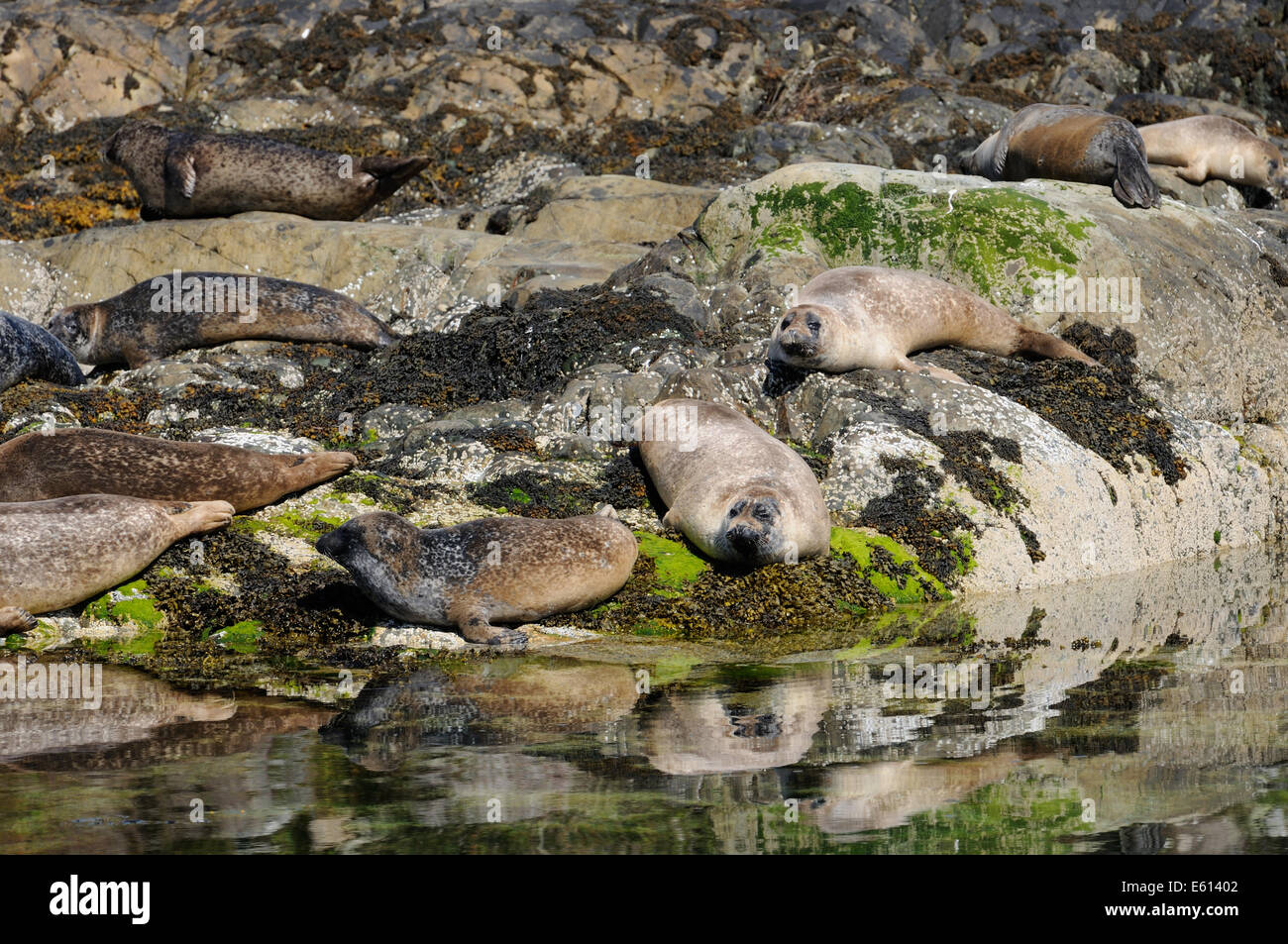 Common seals basking on rocks, Loch Alsh, Scotland Stock Photo - Alamy