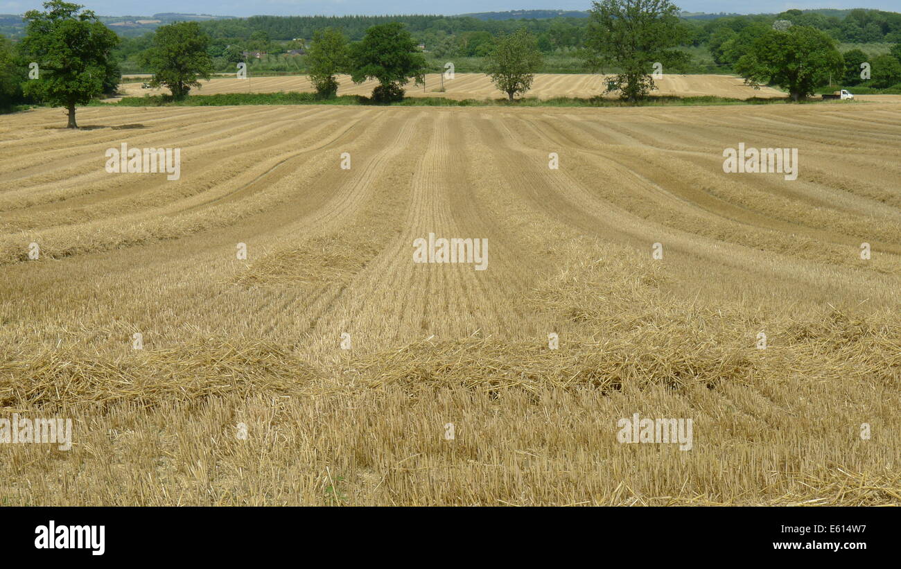 Wheat Field after Harvesting Stock Photo - Alamy