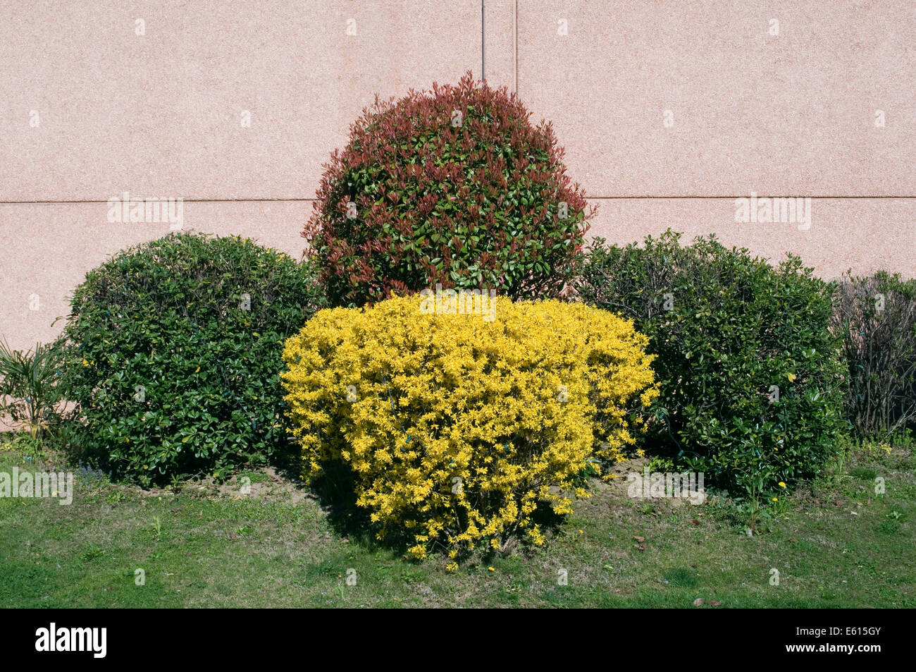 Mixed Shrubs in urban park Stock Photo - Alamy