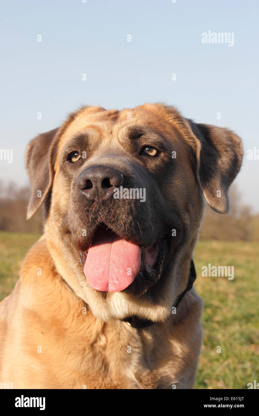 Cane Corso, Italian breed of dog, portrait Stock Photo - Alamy