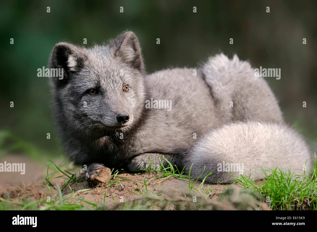 Polar Fox or Arctic Fox (Vulpes lagopus, Alopex lagopus), summer coat ...