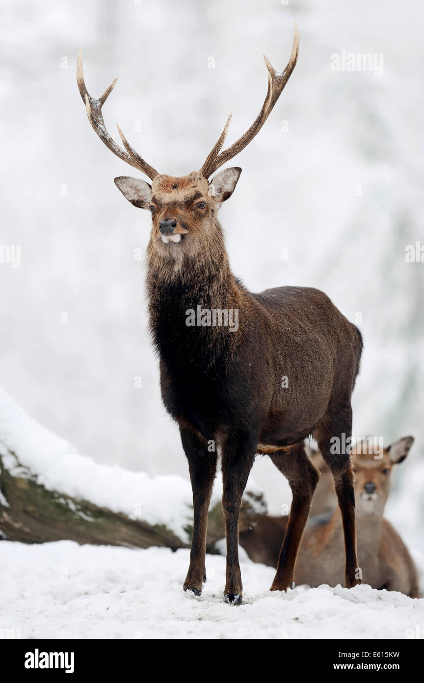 Sika Deer, Spotted Deer or Japanese Deer (Cervus nippon nippon), male ...