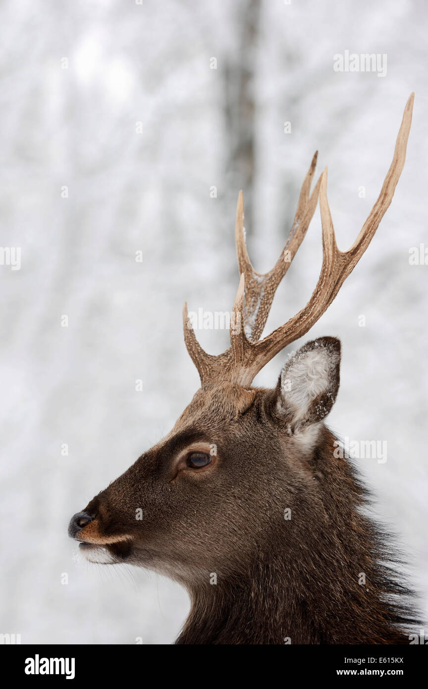 Sika Deer, Spotted Deer or Japanese Deer (Cervus nippon nippon), male ...