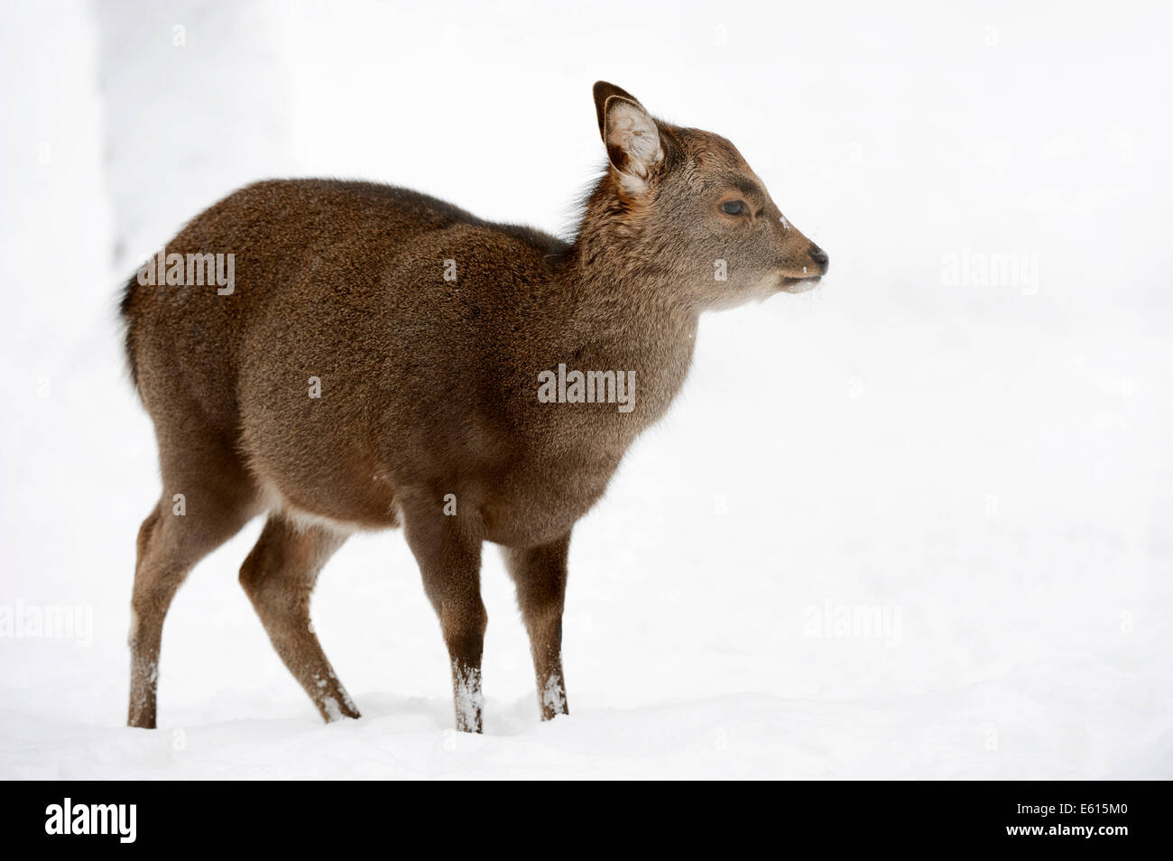 Sika Deer, Spotted Deer or Japanese Deer (Cervus nippon nippon), female ...