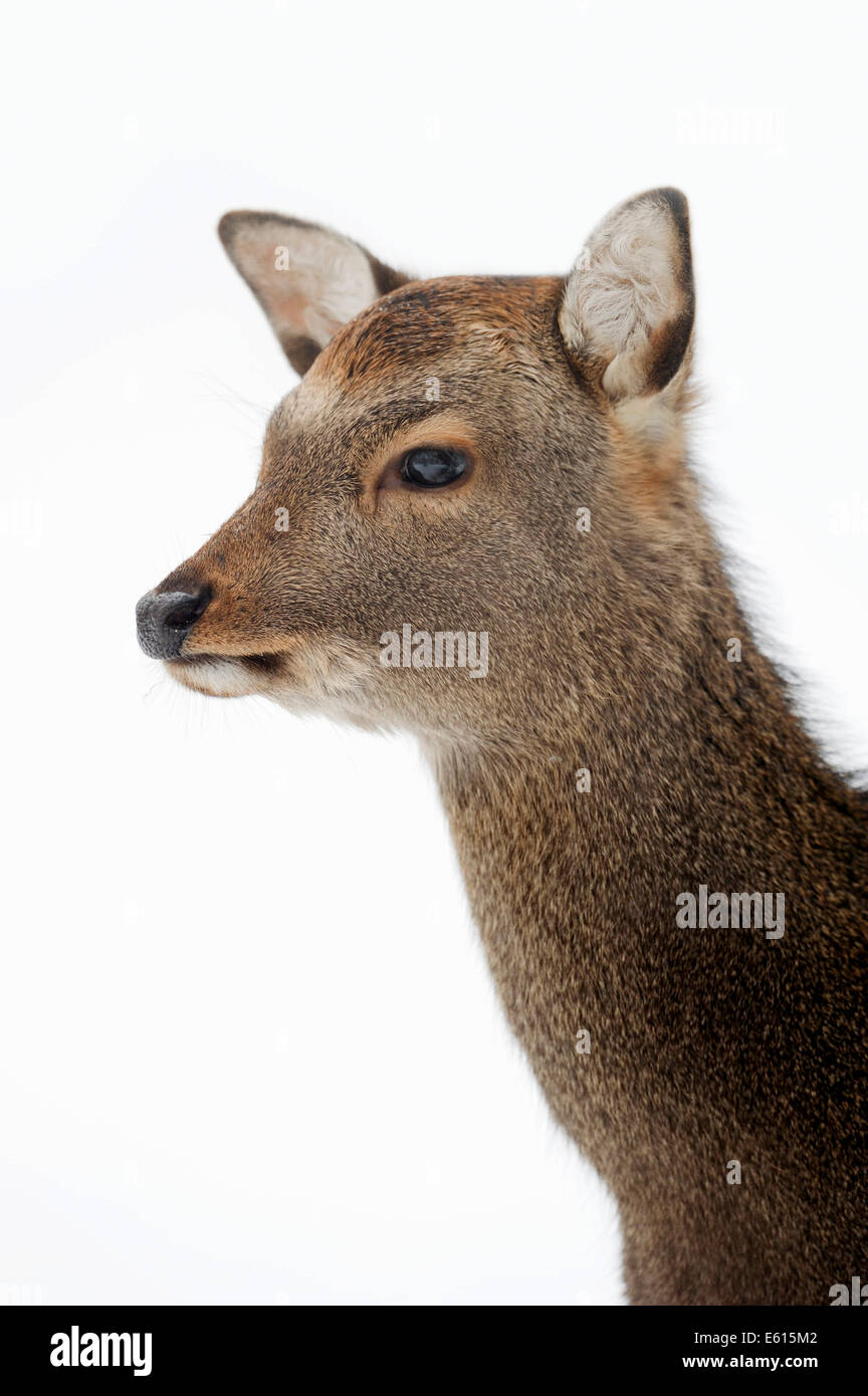 Sika Deer, Spotted Deer or Japanese Deer (Cervus nippon nippon), female ...