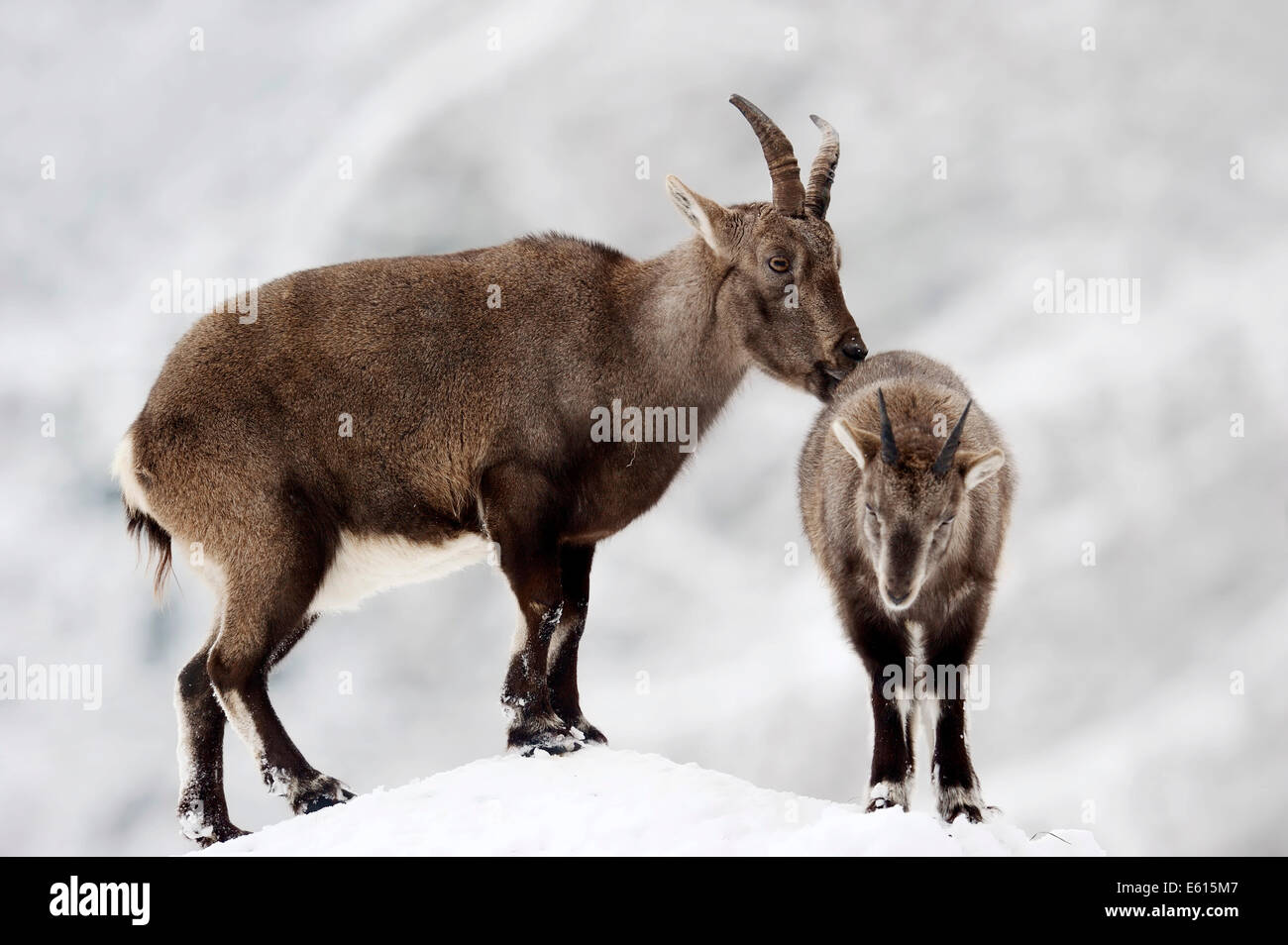 Alpine Ibex (Capra ibex), female and young in winter, Germany Stock ...