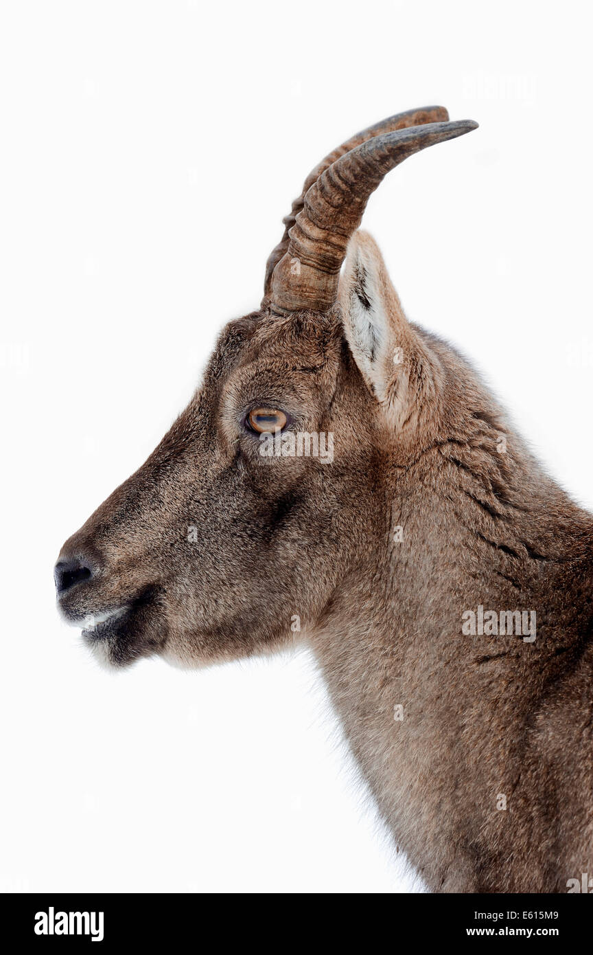 Ibex female hi-res stock photography and images - Alamy