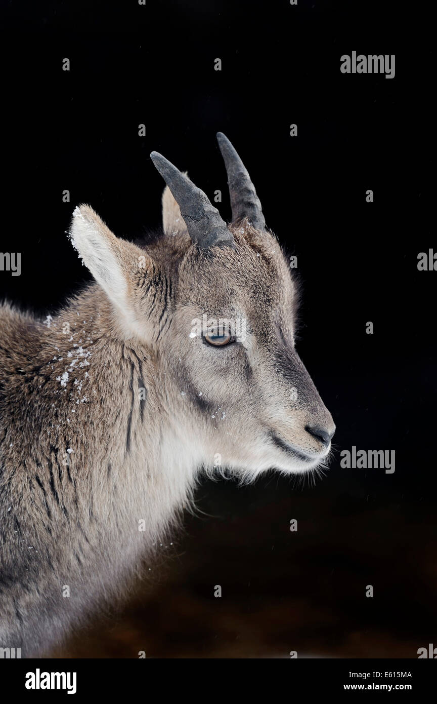 Alpine Ibex (Capra ibex), young in winter, Germany Stock Photo - Alamy