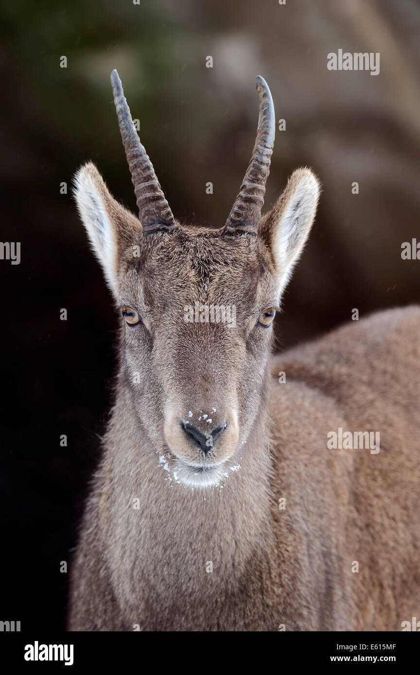 Alpine Ibex (Capra ibex), female in winter, Germany Stock Photo - Alamy