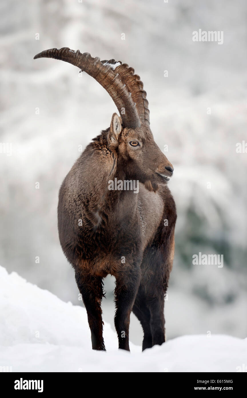 Alpine Ibex (Capra ibex), male in winter, Germany Stock Photo - Alamy