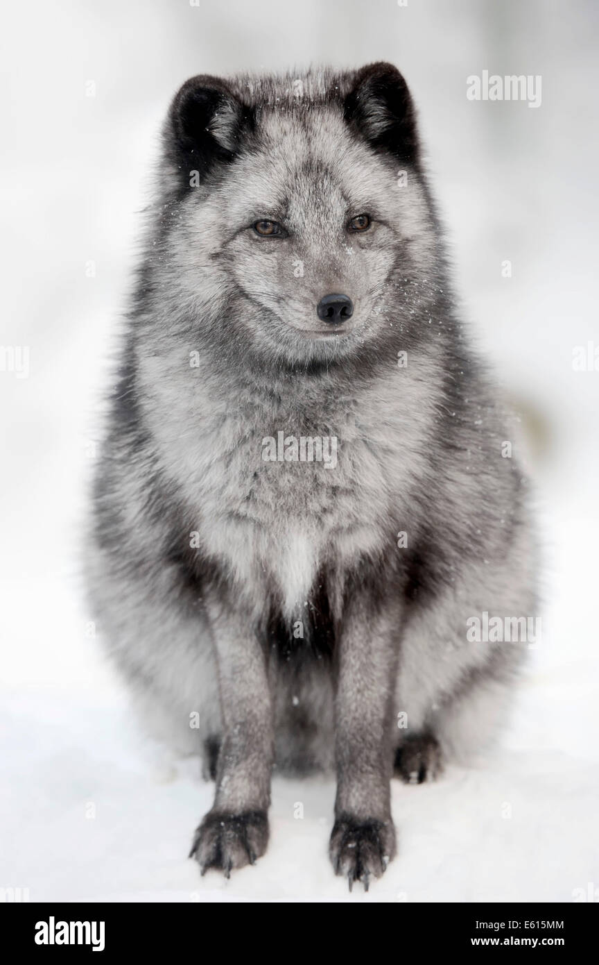 Alopex lagopus hi-res stock photography and images - Alamy