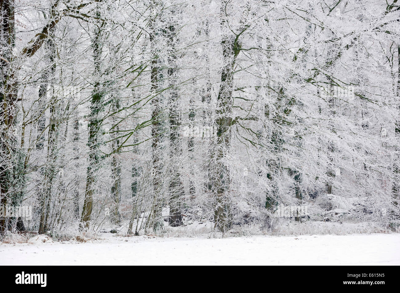 Deciduous Forest Winter