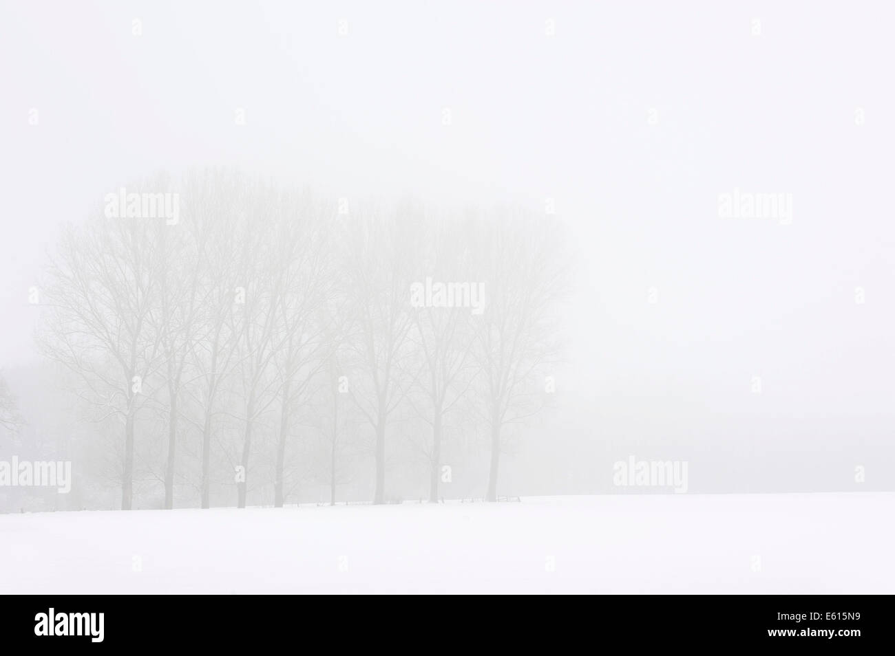 Poplars (Populus spp.) with fog in winter, North Rhine-Westphalia ...