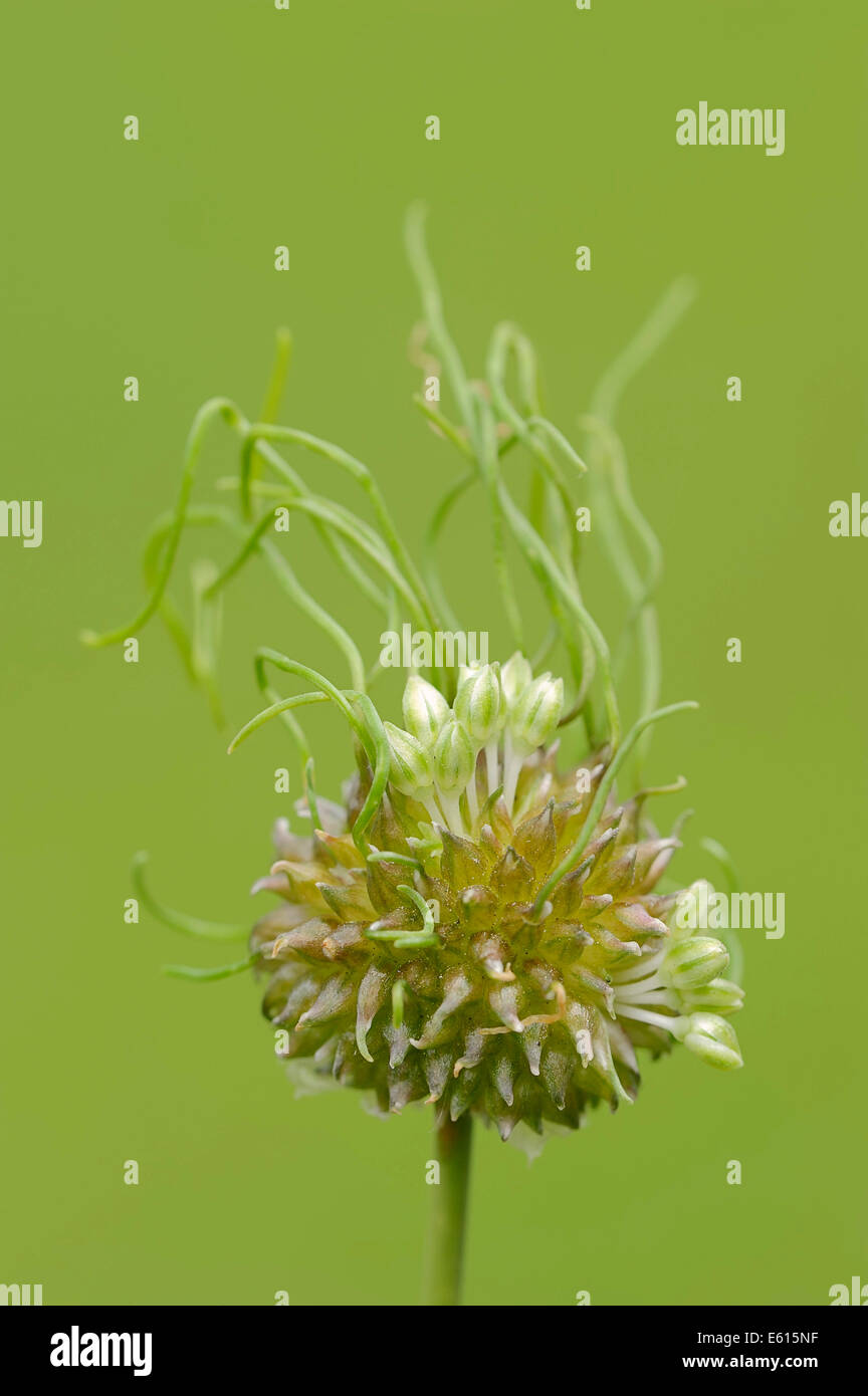 Wild Garlic, Crow Garlic or Stag's Garlic (Allium vineale), flower ...