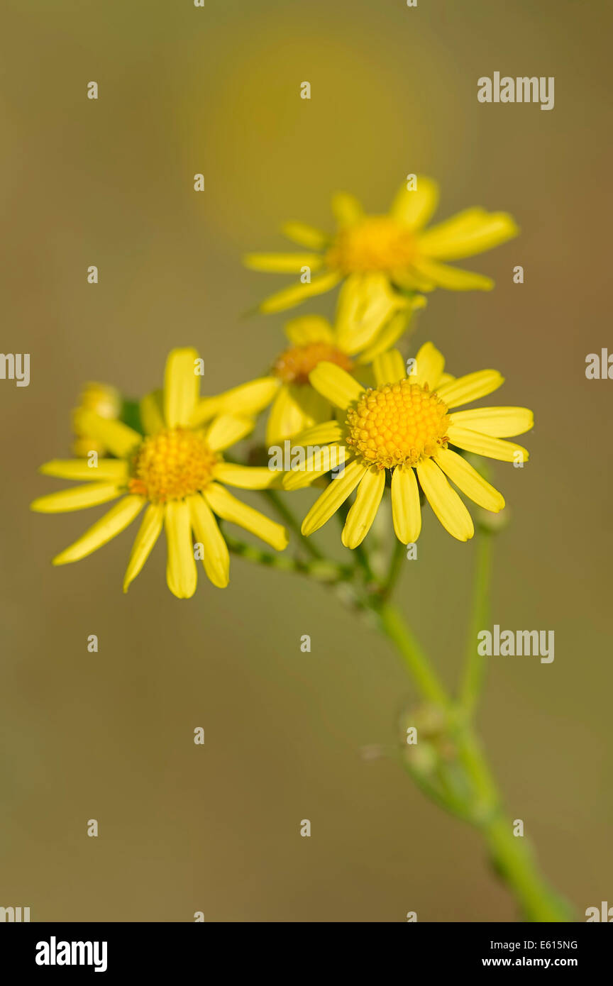 Eastern groundsel flowers hi-res stock photography and images - Alamy