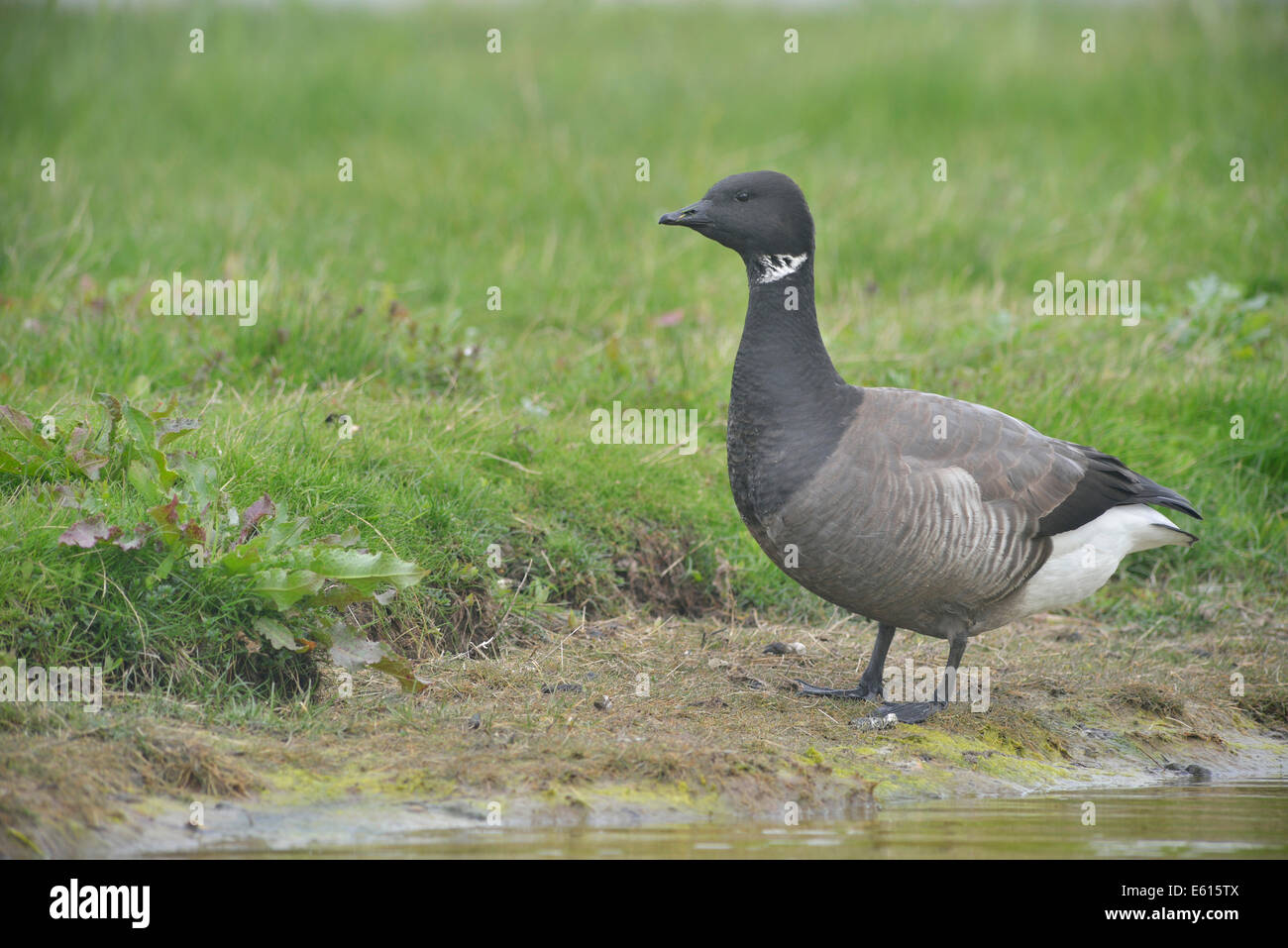 Brant Goose (Branta bernicla), Texel, province of North Holland, The ...