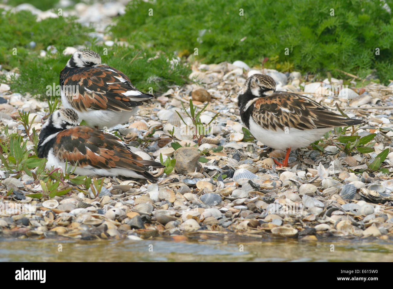 Ruddy Turnstone (Arenaria interpres), Texel, province of North Holland ...