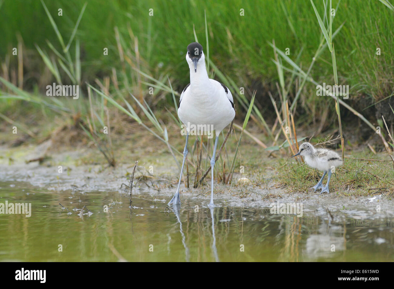 Female avocet hi-res stock photography and images - Alamy